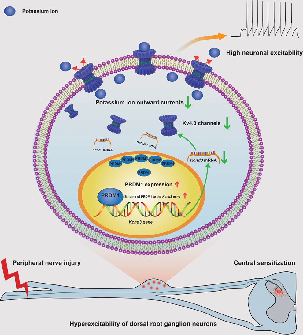 复旦脑院Thomas Behnisch课题组在神经病理性疼痛机制方面取得新进展